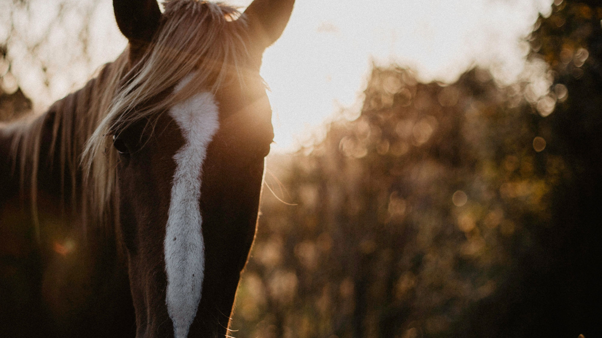 Welcome to Angel Hand Ranch | Toni Trimble, Natural Clairvoyant Medium ...