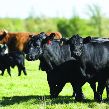 Products | Big V Feeds provide a full line of livestock feeds ...