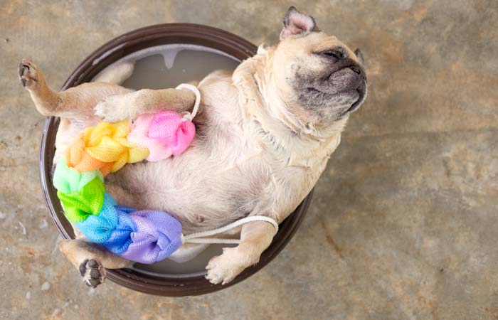 Barn Spring Cleaning, Shoo-fly Inc., Flying Insect Control