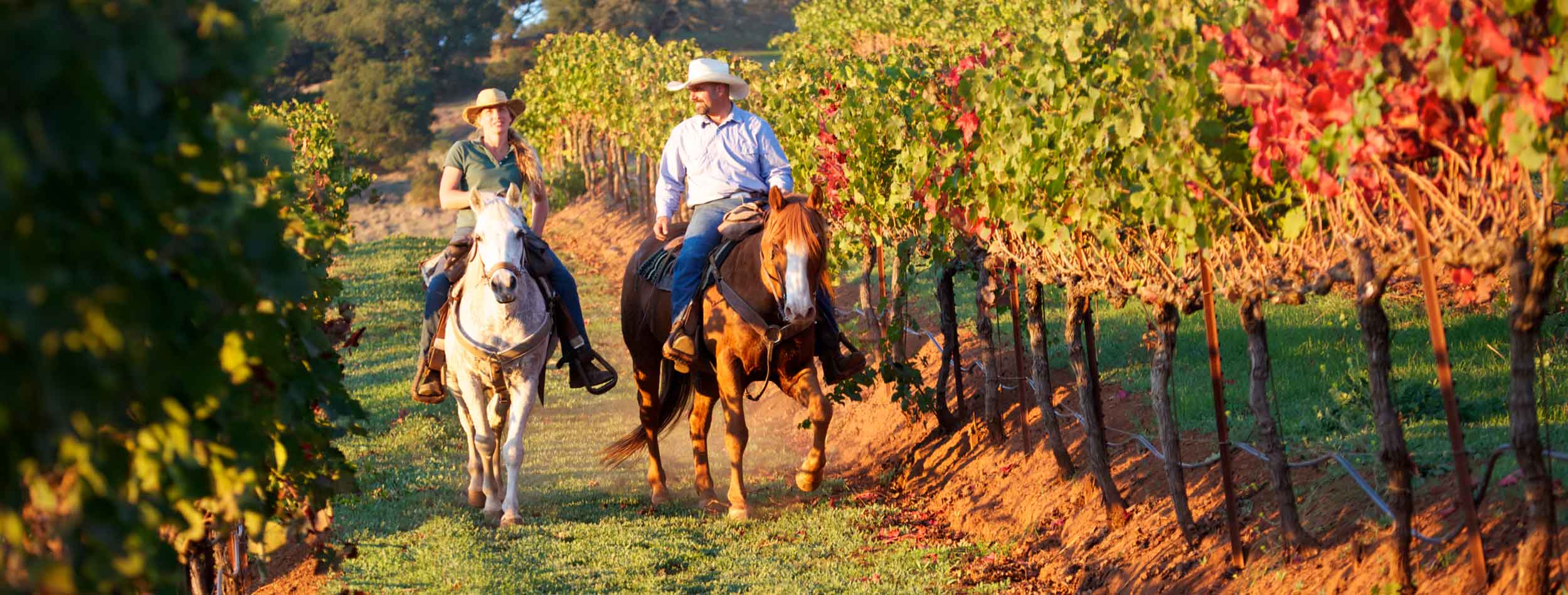 Shoo-fly Naturally | Shoo-fly Inc. | Flying Insect Control Designed by ...