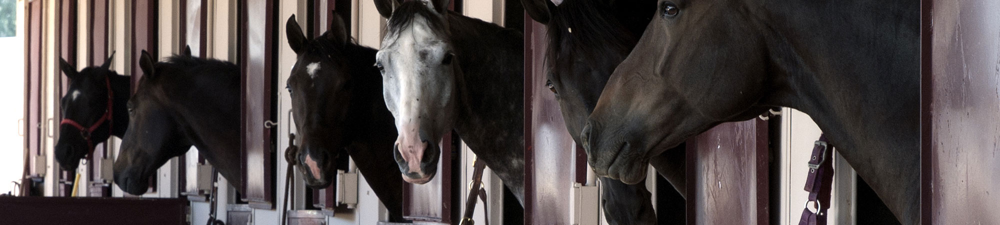 Distributors | Shoo-fly Inc. | Flying Insect Control and Insecticdes